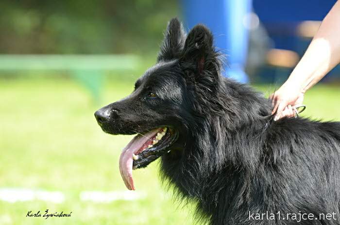 Psí hotel Petservice venuska, ubytování - hotel pro psy